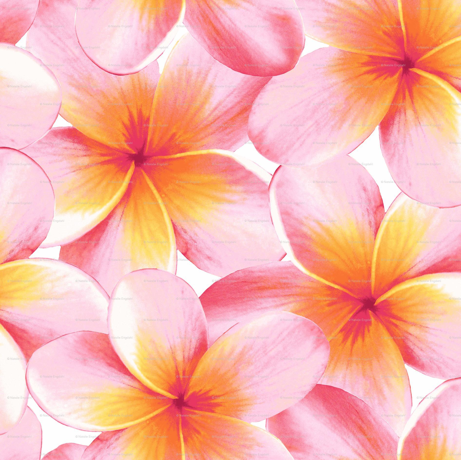 Wallpapers Frangipani - Wallpaper Cave