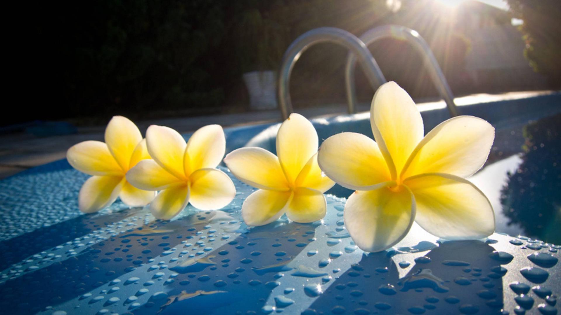Frangipani Wallpapers Free - Wallpaper Cave