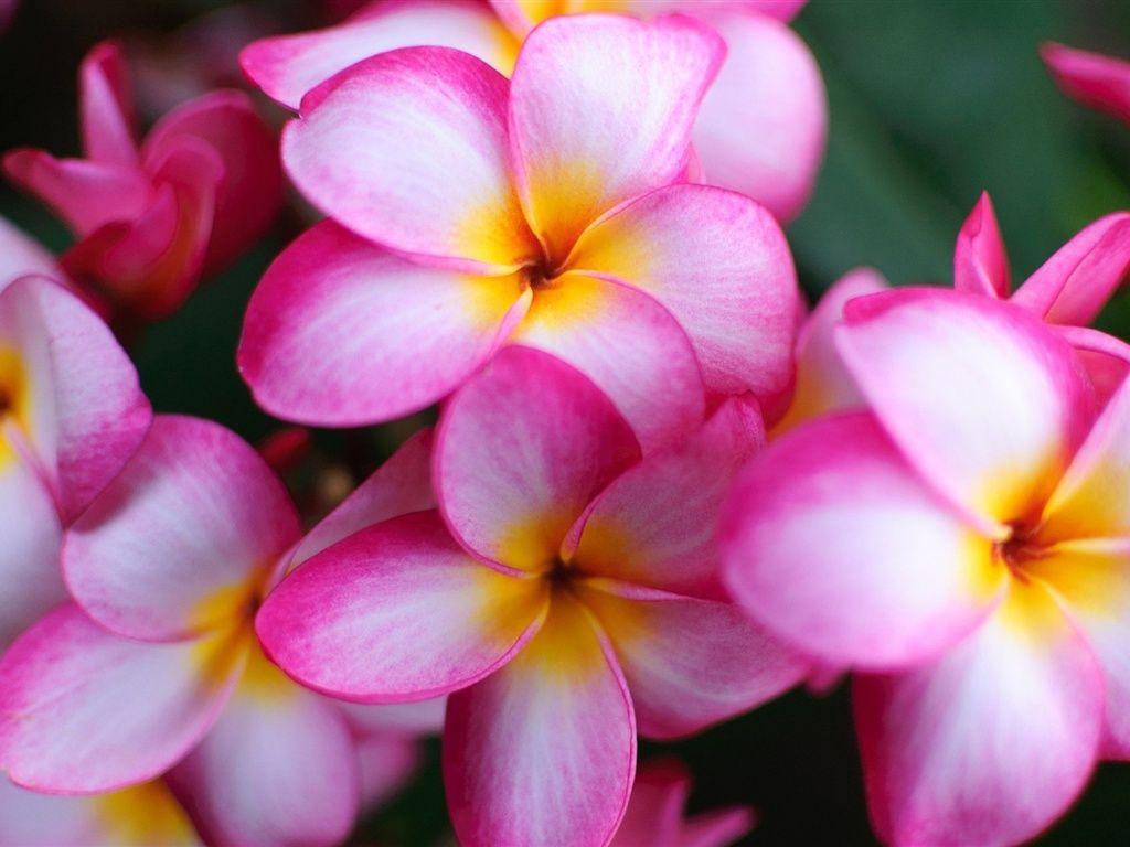 Wallpapers Frangipani - Wallpaper Cave
