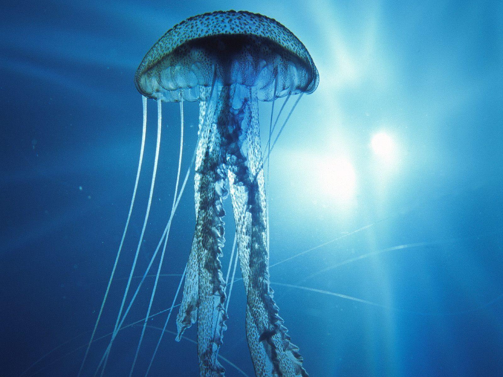 Ubur-ubur Wallpapers HD - Wallpaper Cave