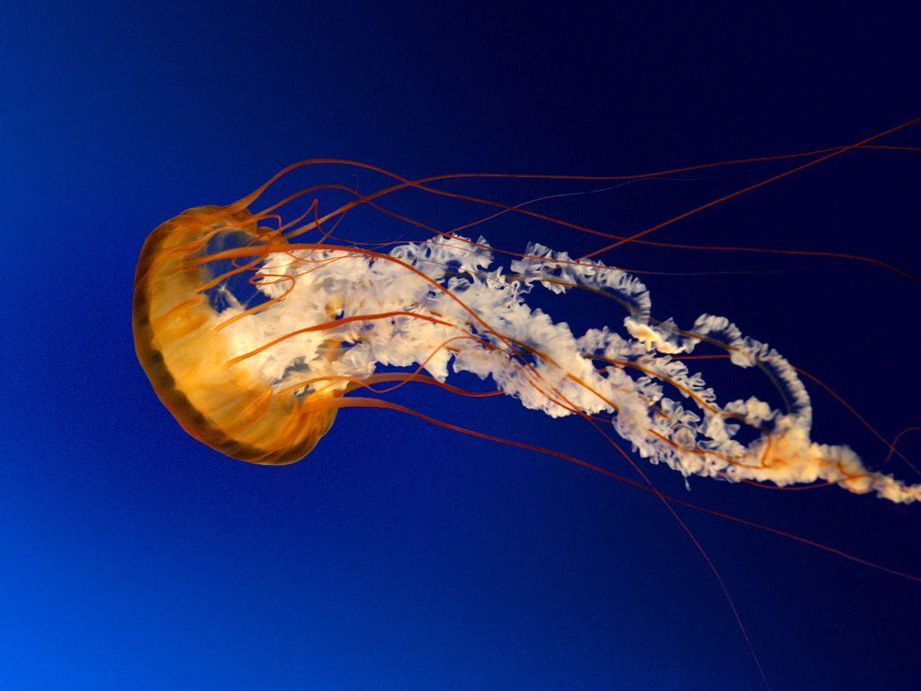 Ubur-ubur Wallpapers HD - Wallpaper Cave
