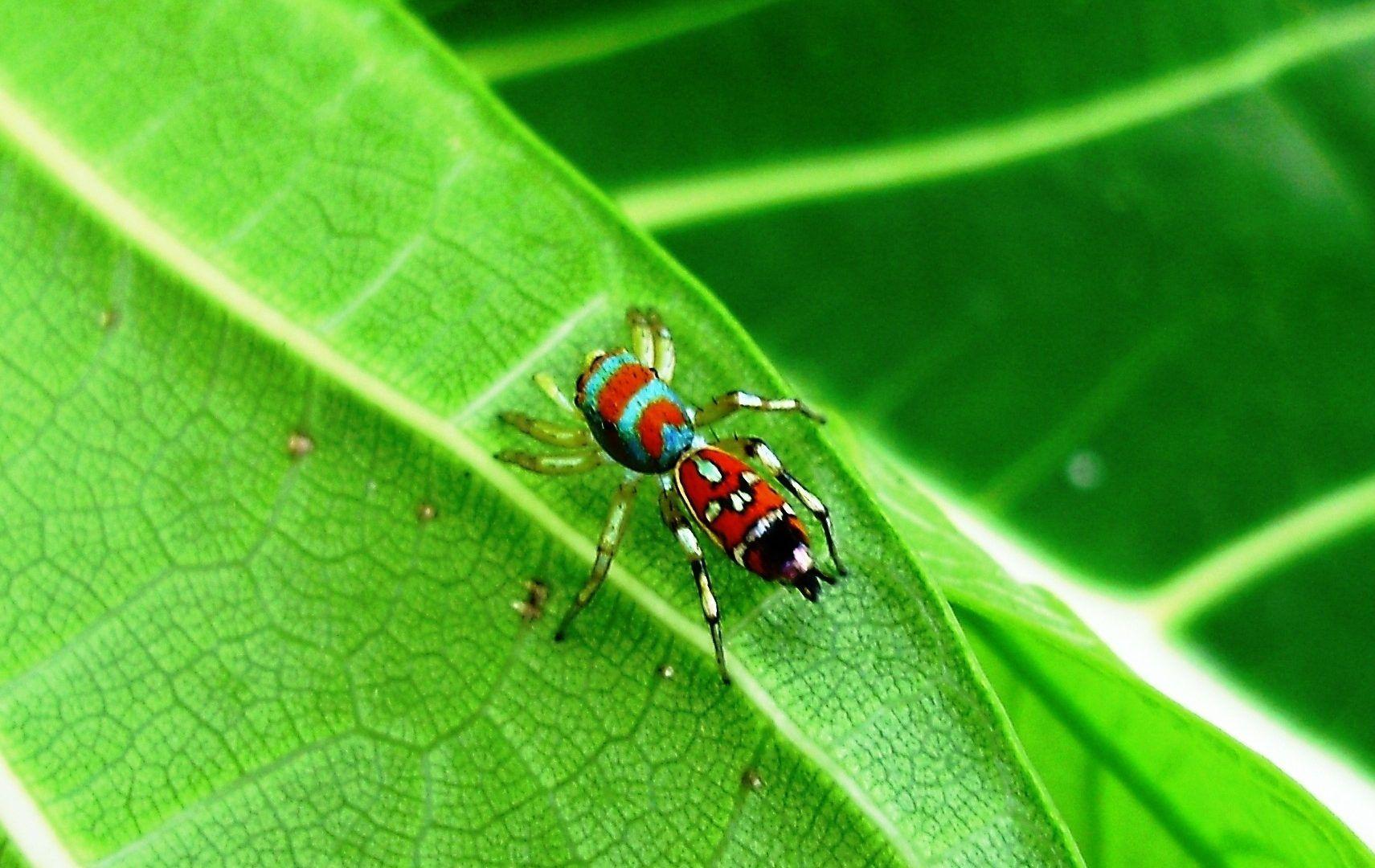 Bug Wallpapers - Wallpaper Cave