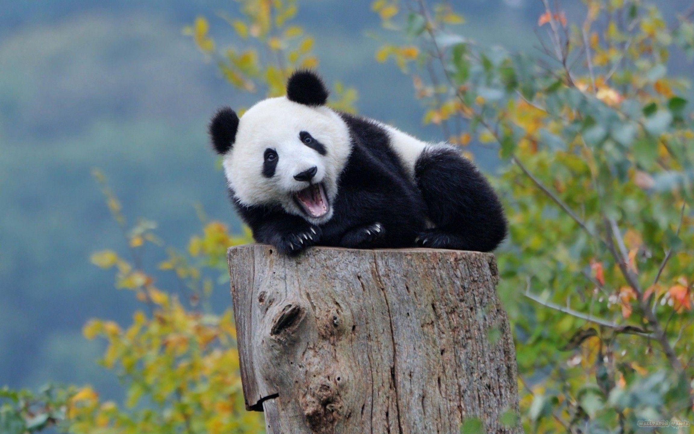 Baby Panda Hd Wallpapers Wallpaper Cave Riset Baby Panda Hd Wallpapers Wallpaper Cave Riset