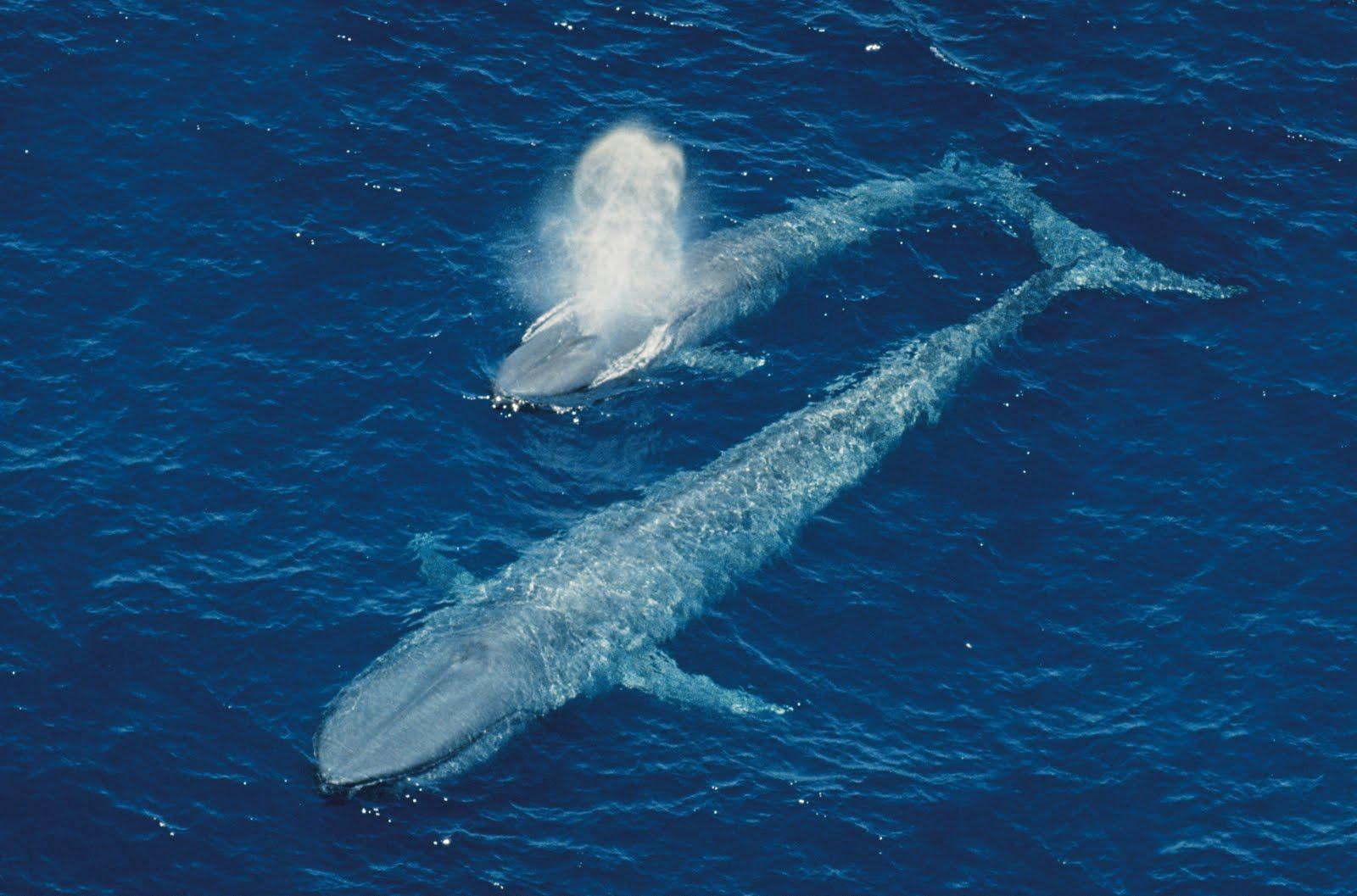 Blue Whales Wallpapers - Wallpaper Cave