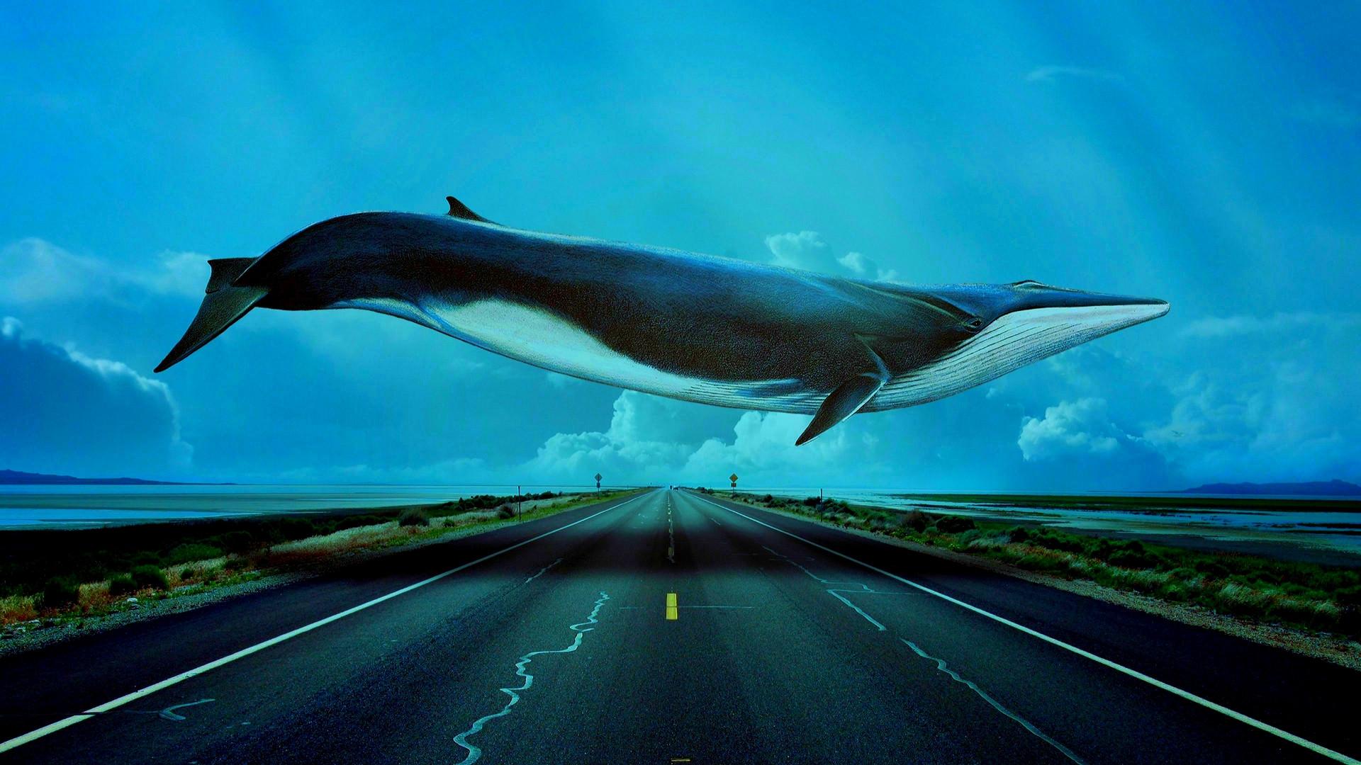 Blue Whales Wallpapers - Wallpaper Cave
