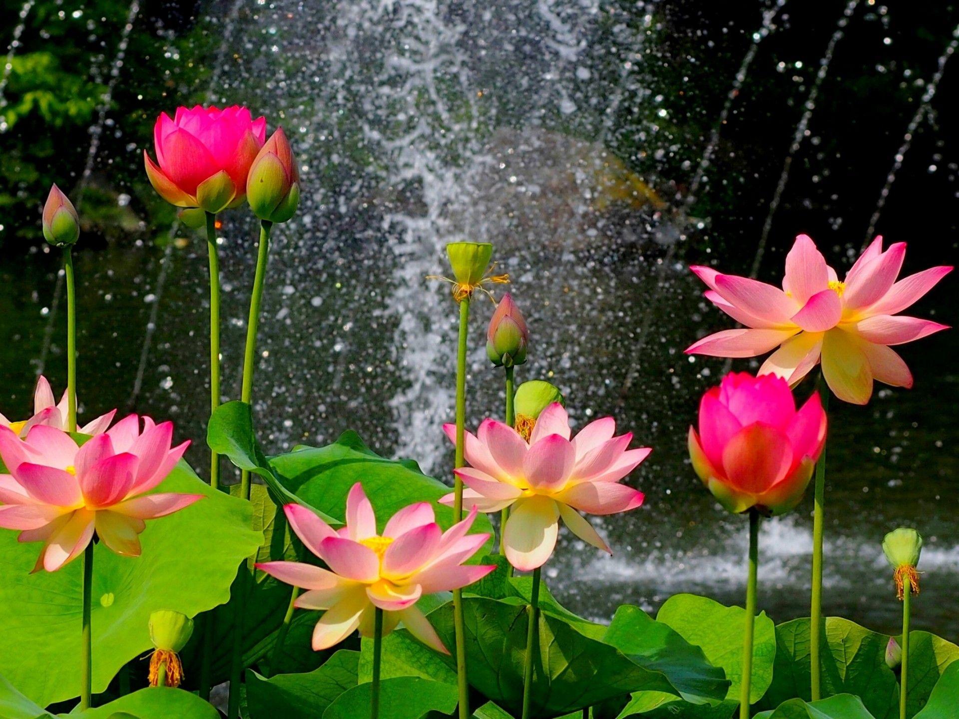 Lotes Flower Wallpapers - Wallpaper Cave
