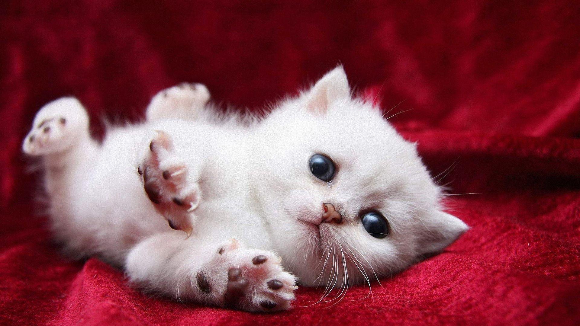 Baby Kitty Wallpapers - Wallpaper Cave