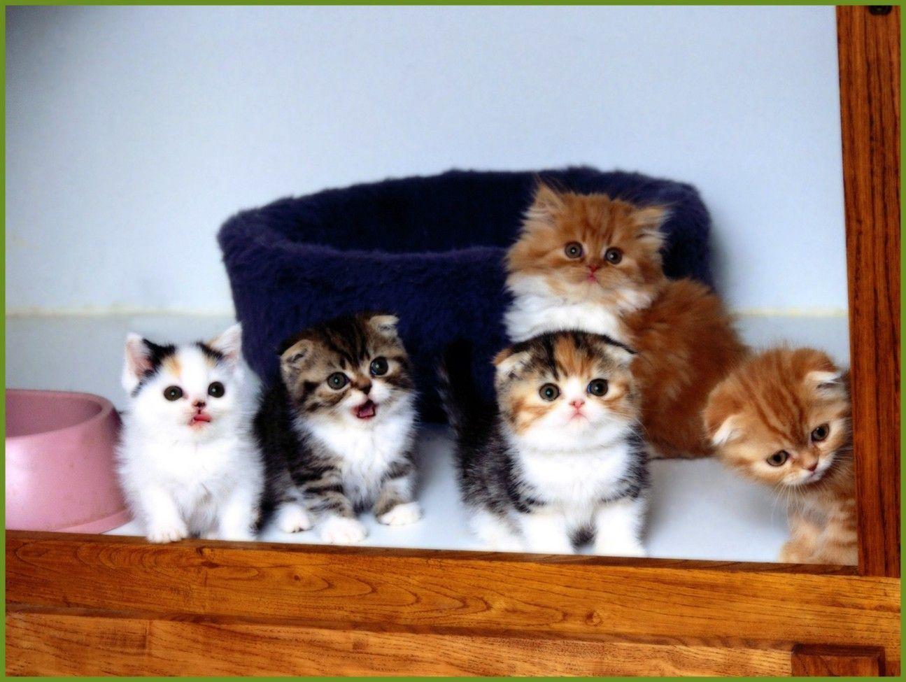 Baby Kitty Wallpapers - Wallpaper Cave