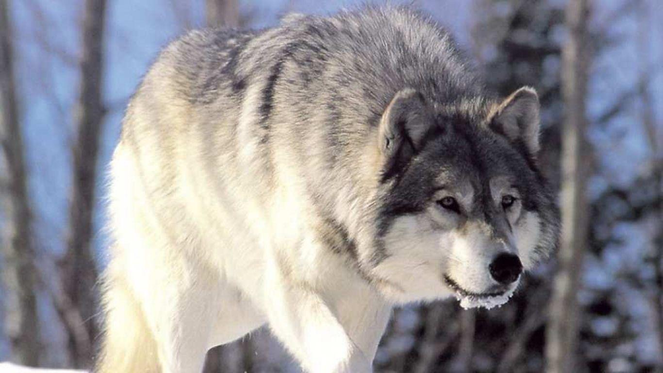 Lobos Salvajes Wallpapers HD - Wallpaper Cave