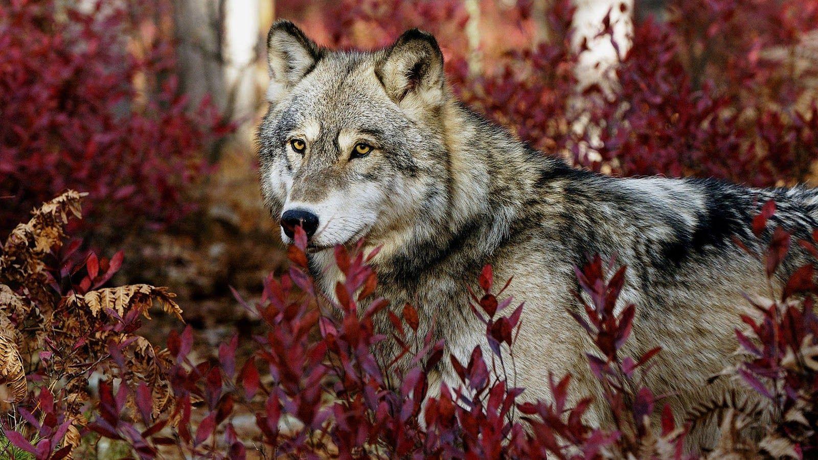 Lobos Salvajes Wallpapers HD - Wallpaper Cave