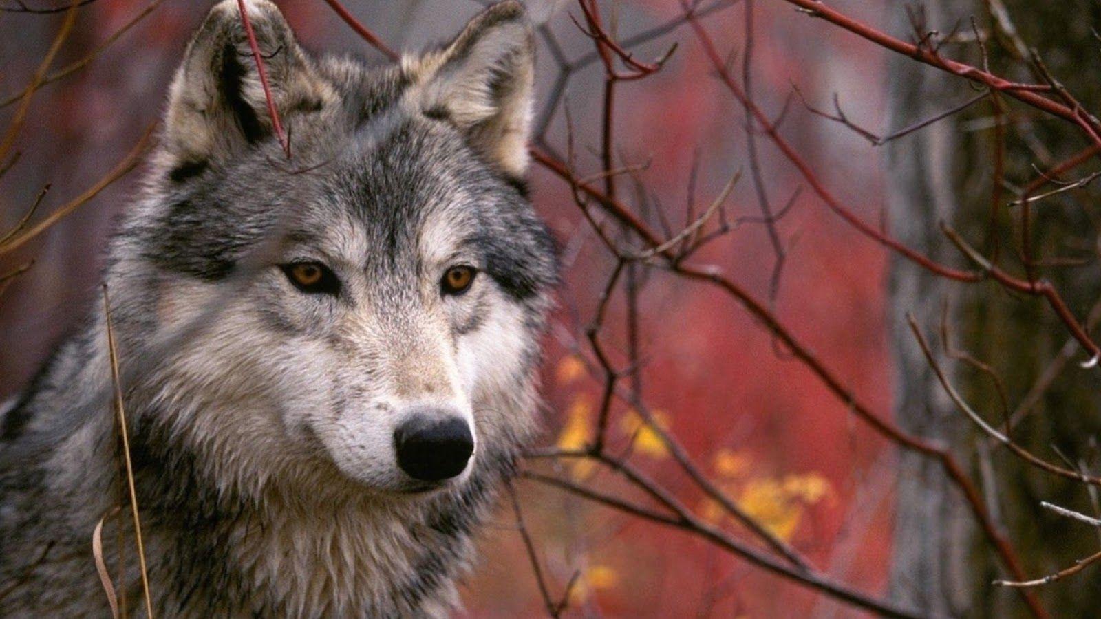 Lobos Salvajes Wallpapers HD - Wallpaper Cave