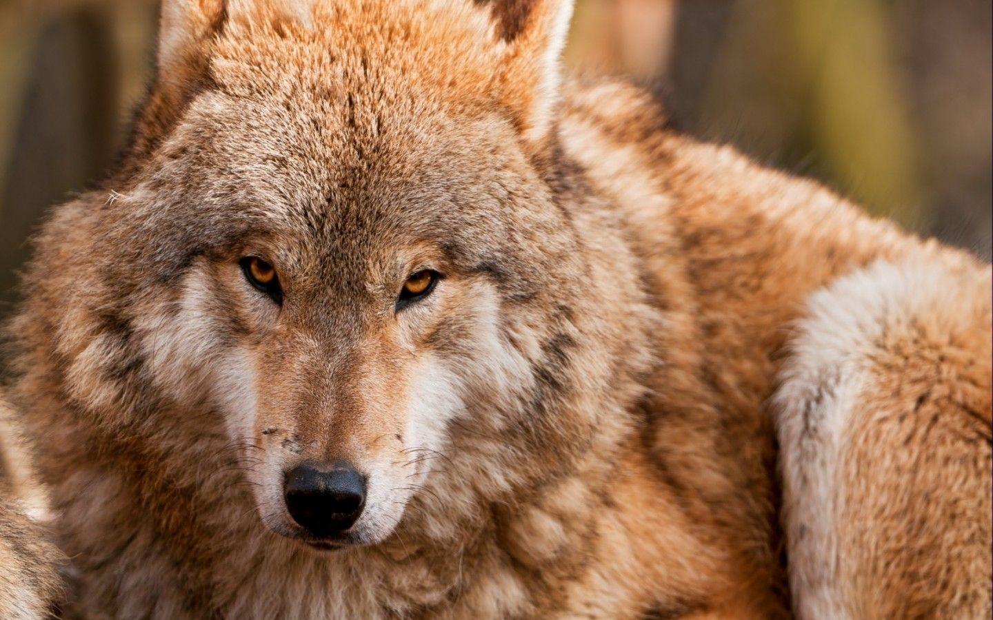 Lobos Salvajes Wallpapers HD - Wallpaper Cave