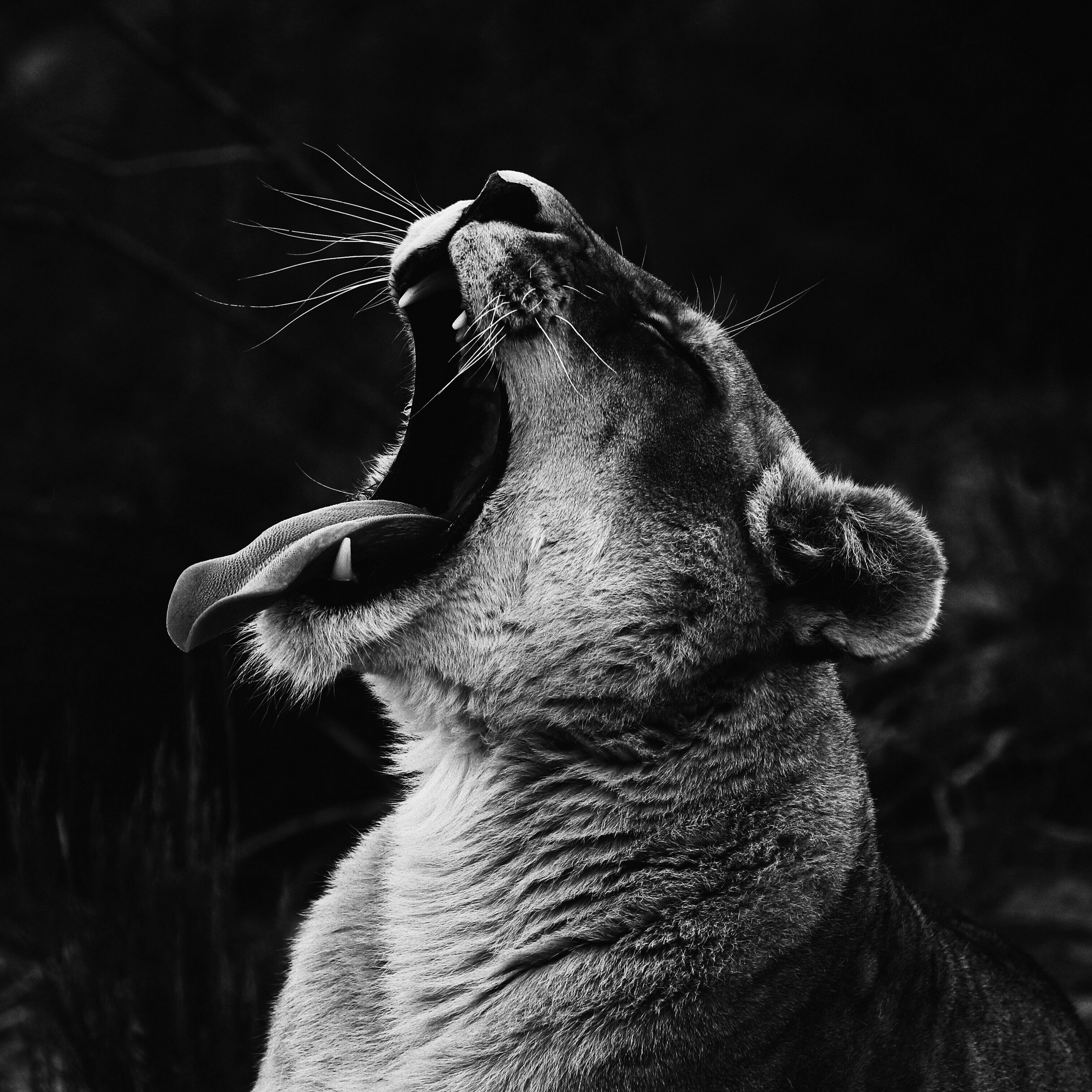 Wallpapers Panda Scream - Wallpaper Cave