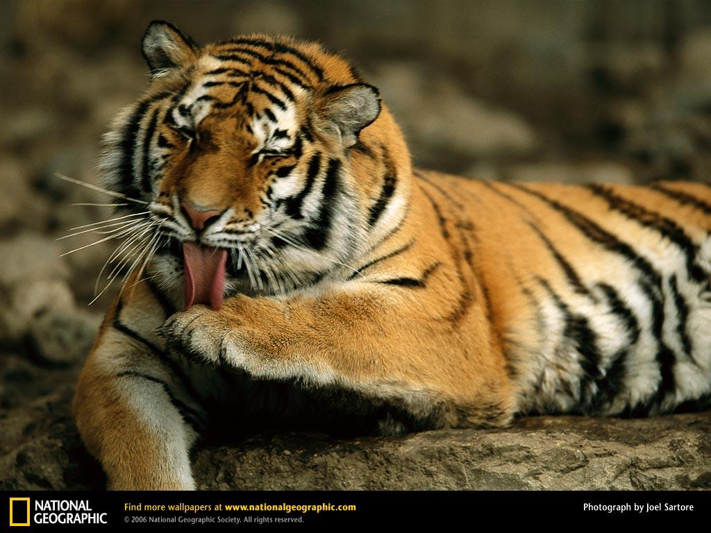 National Geographic Tiger Wallpapers - Wallpaper Cave