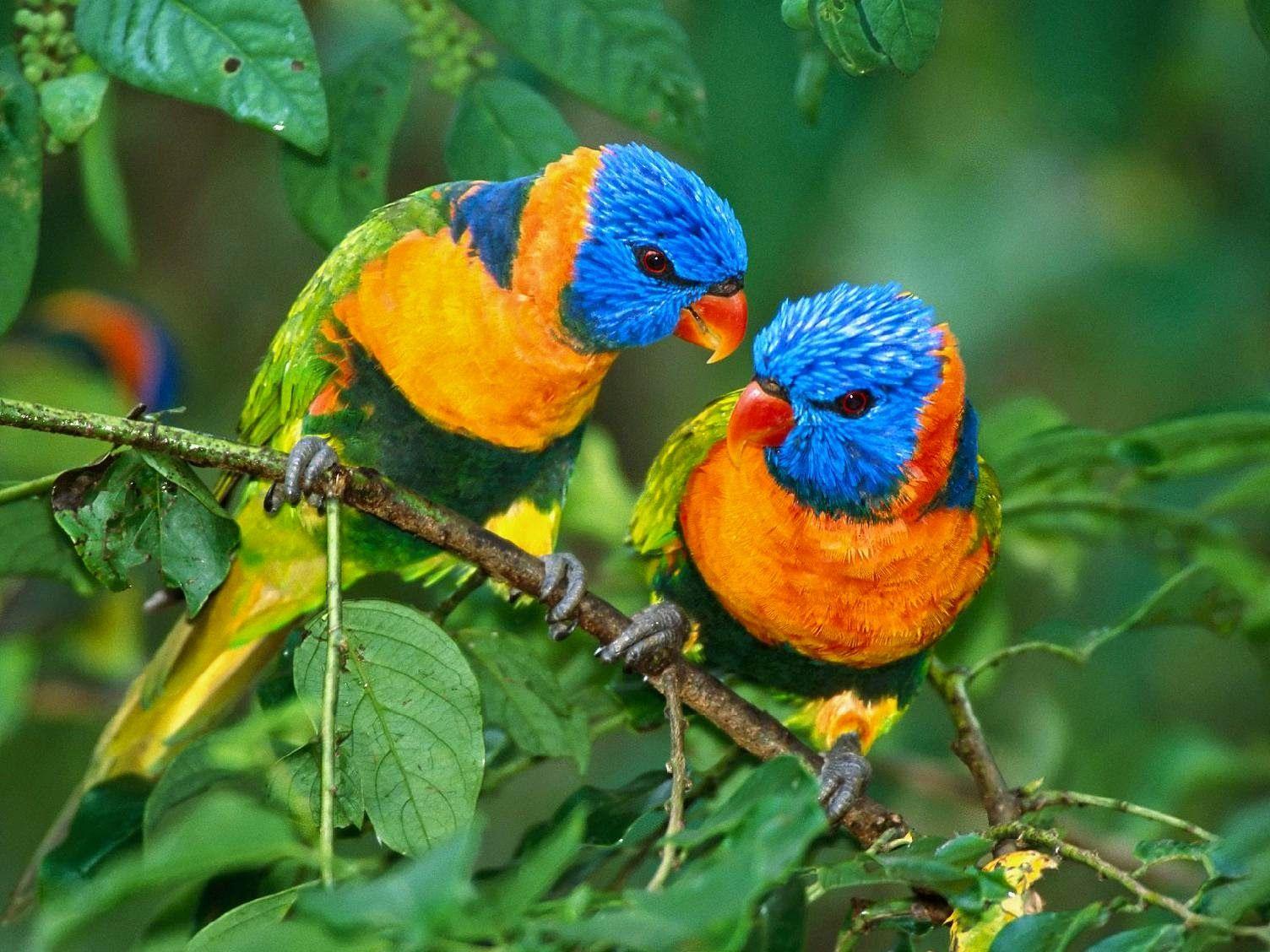 Wallpapers Burung - Wallpaper Cave