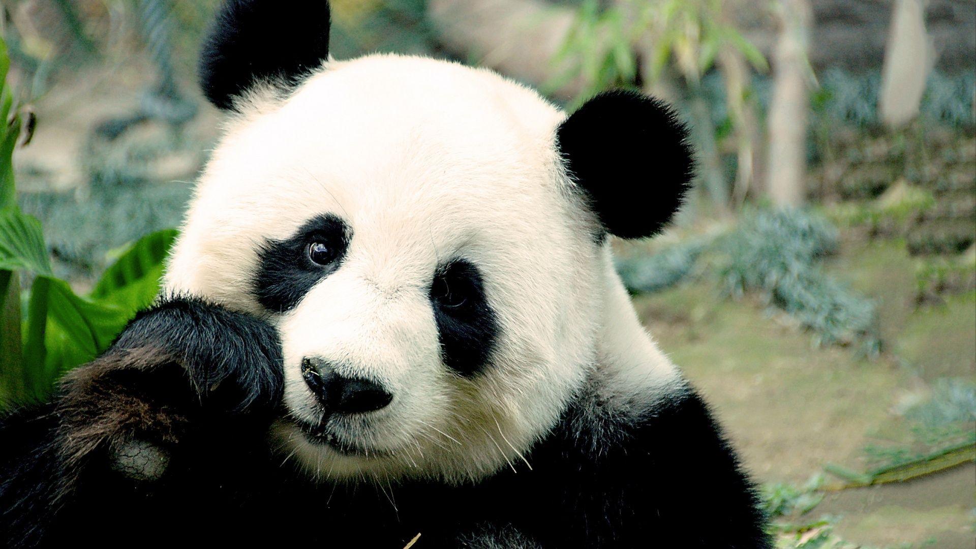 Memorial Day Wallpapers Pandas - Wallpaper Cave
