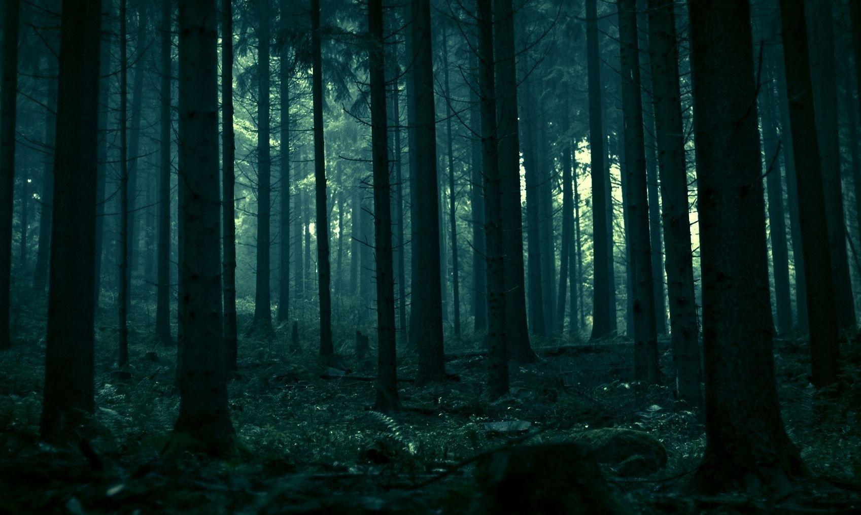 Inside Forest Night HD Wallpapers For Desktop - Wallpaper Cave