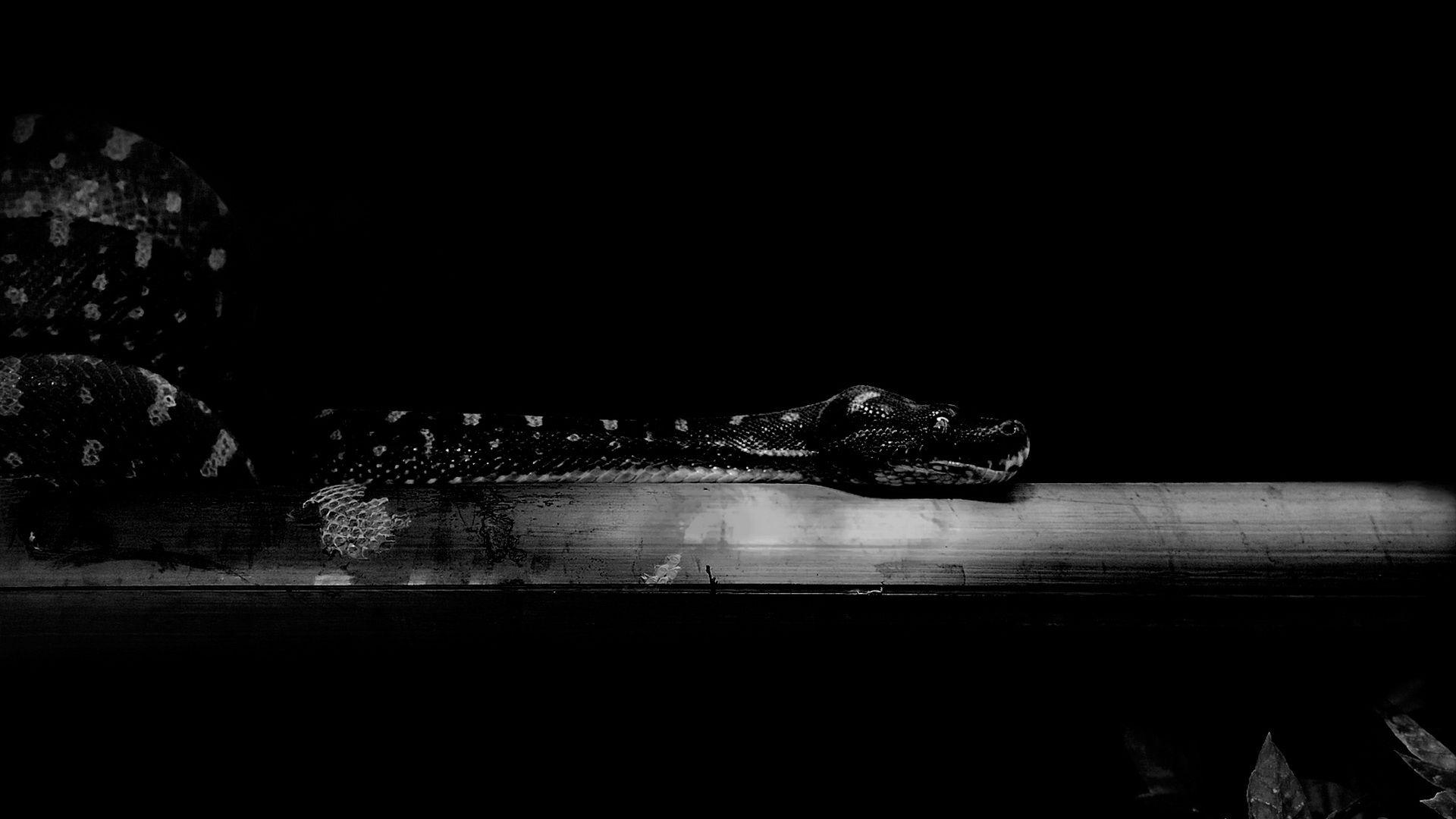 DARK SNAKE WALLPAPER - Wallpaper Cave