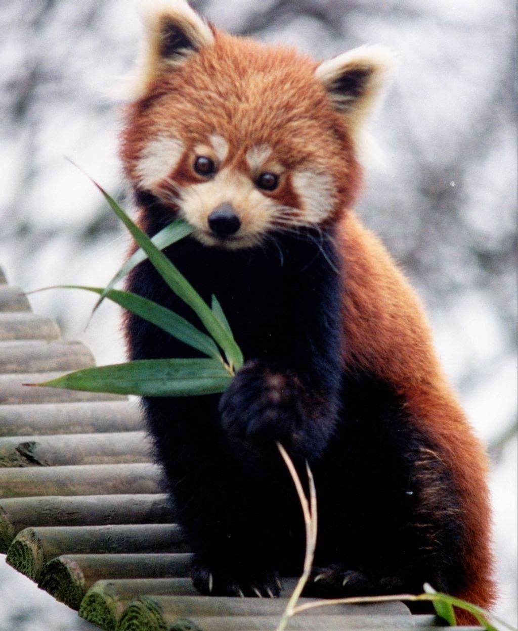 Red Panda HD Wallpapers - Wallpaper Cave