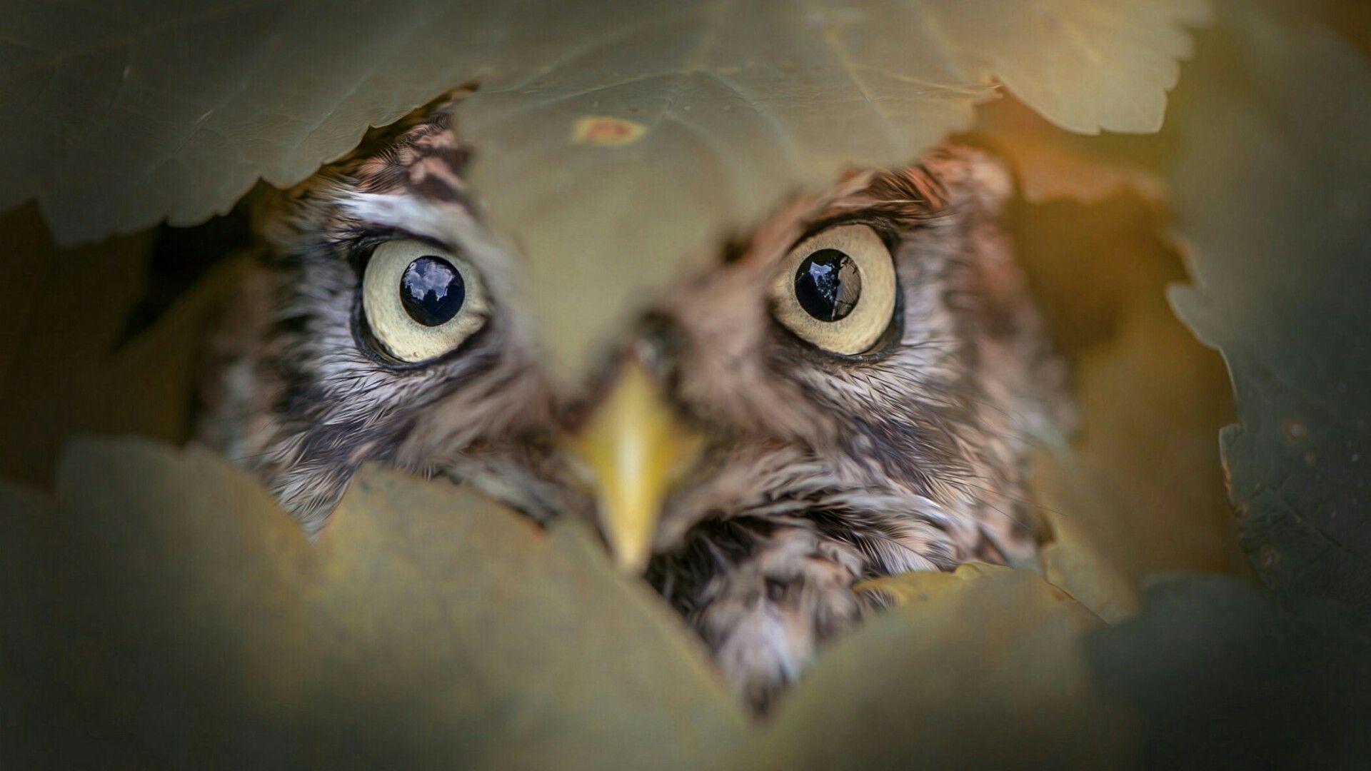 Owlwallpapers - Wallpaper Cave