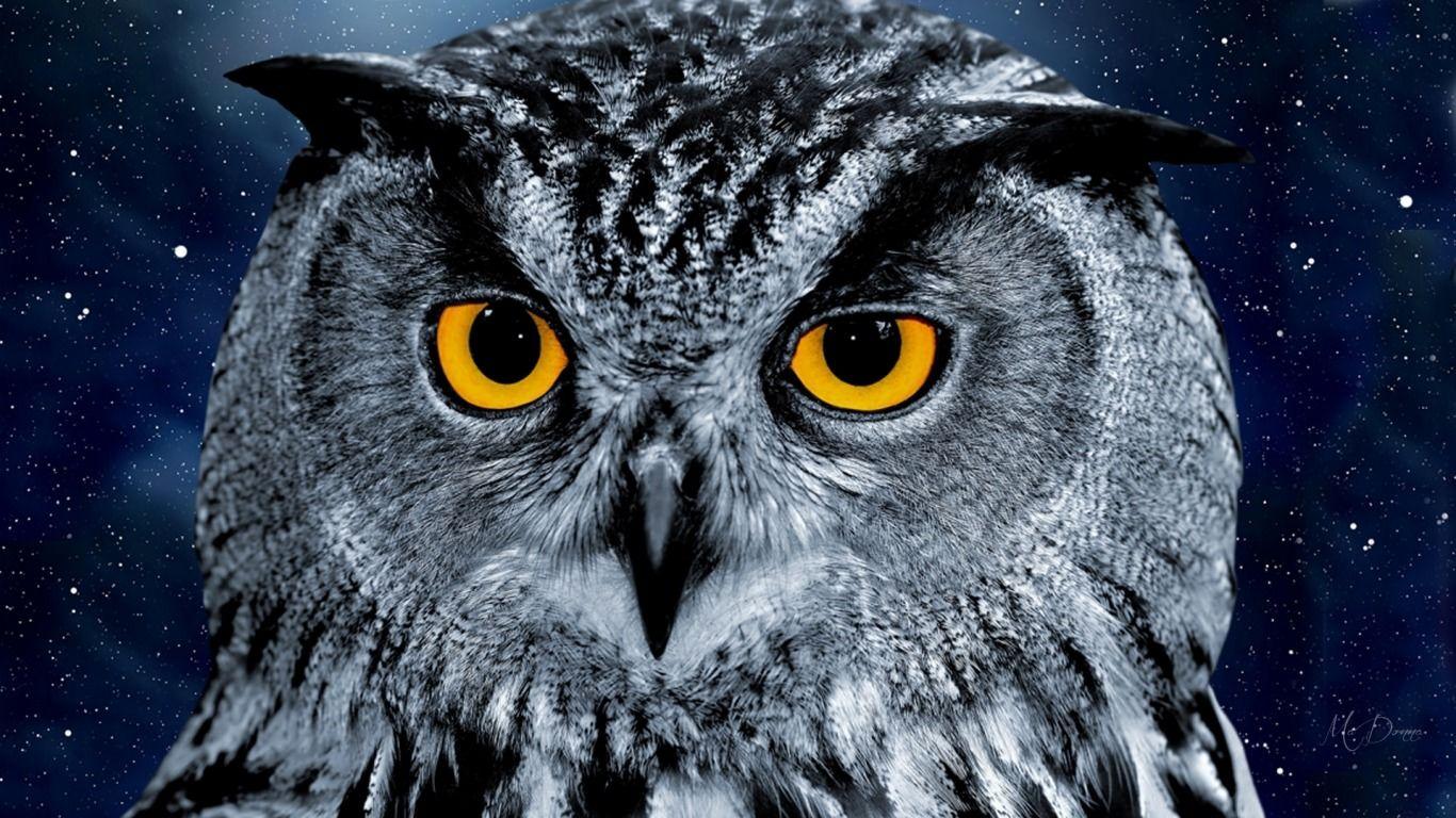 Owlwallpapers - Wallpaper Cave