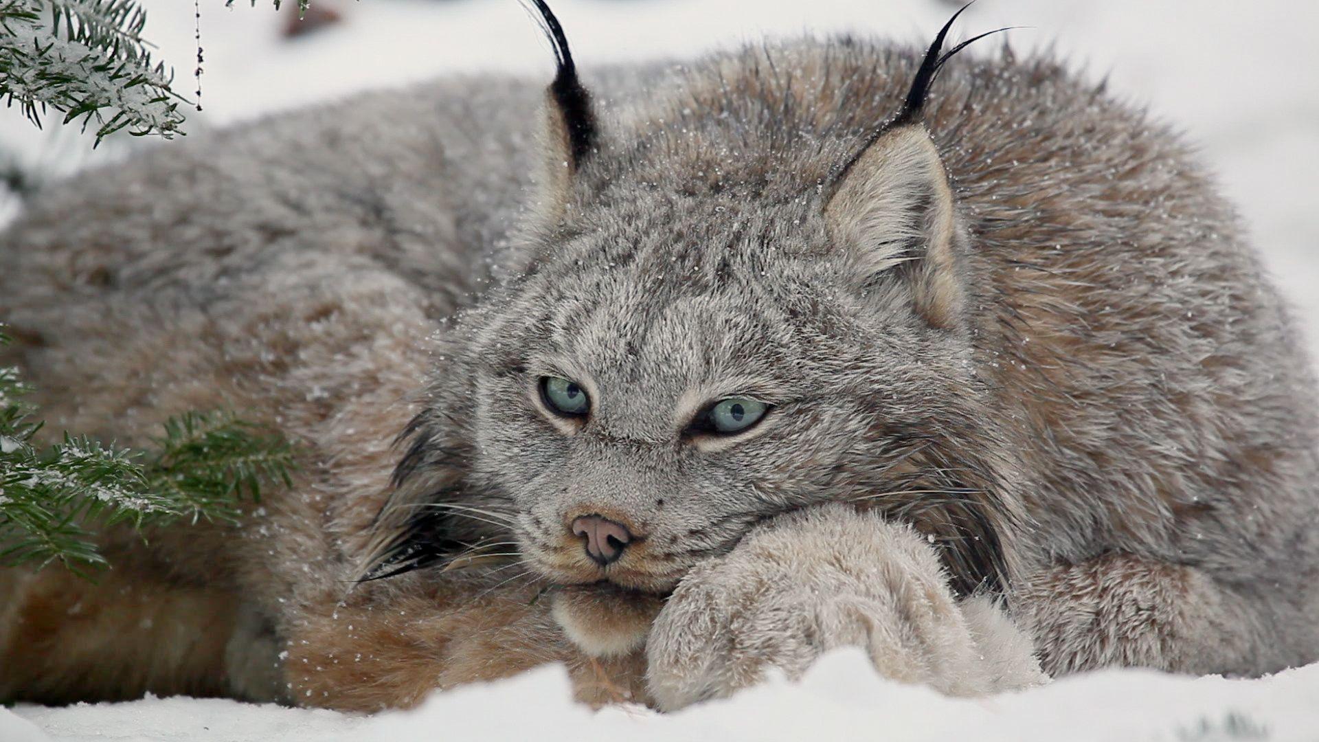 Canada Lynx Wallpapers - Wallpaper Cave