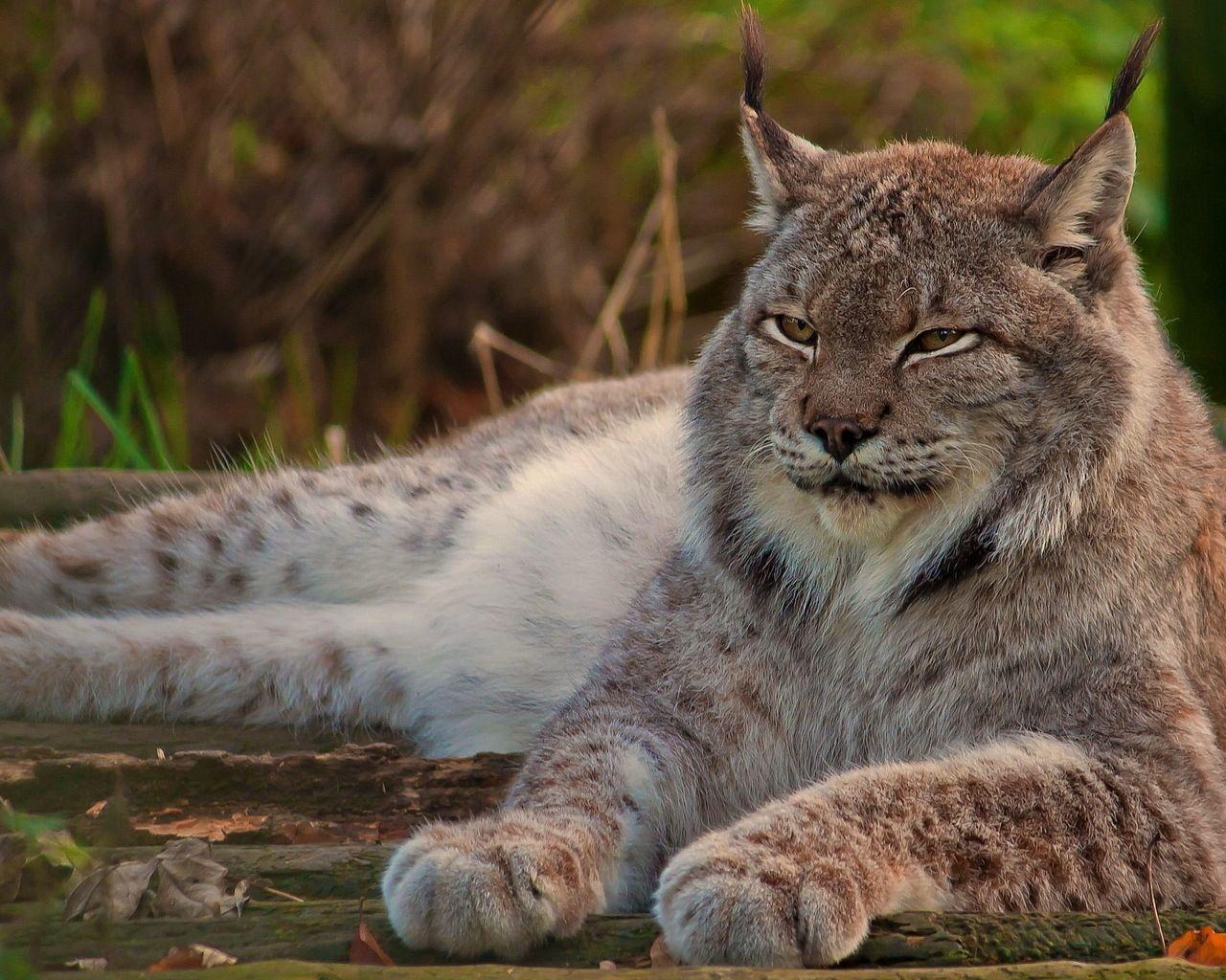Canada Lynx Wallpapers - Wallpaper Cave