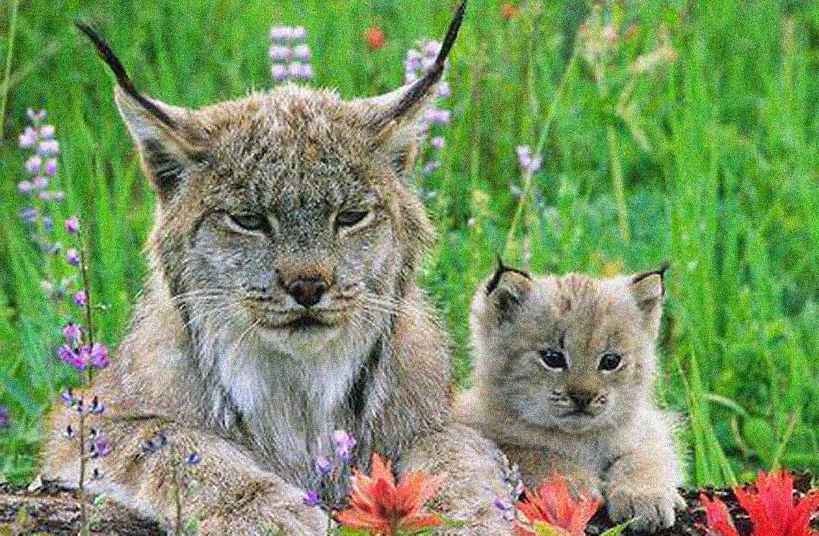 Canada Lynx Wallpapers - Wallpaper Cave