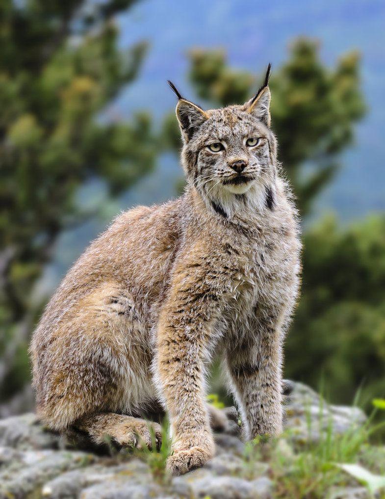 Canada Lynx Wallpapers - Wallpaper Cave