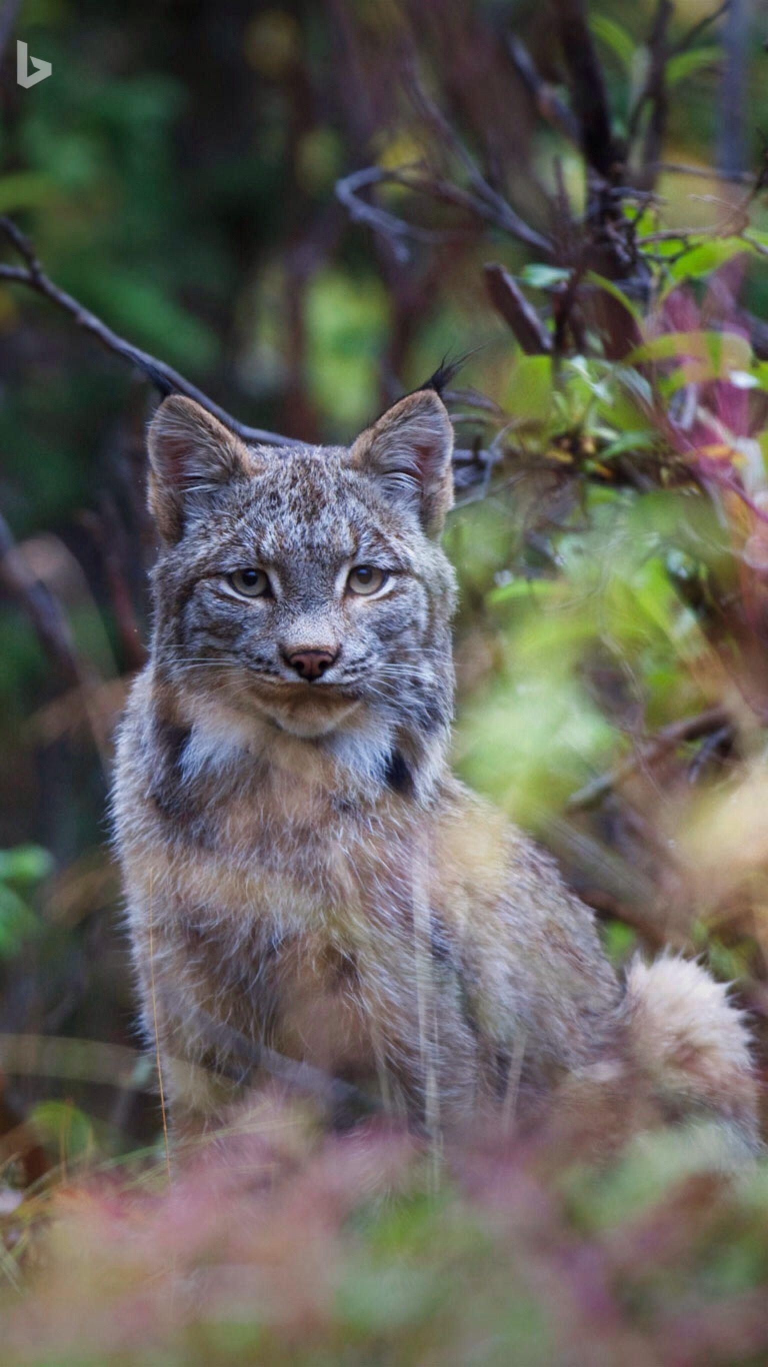 Canada Lynx Wallpapers - Wallpaper Cave
