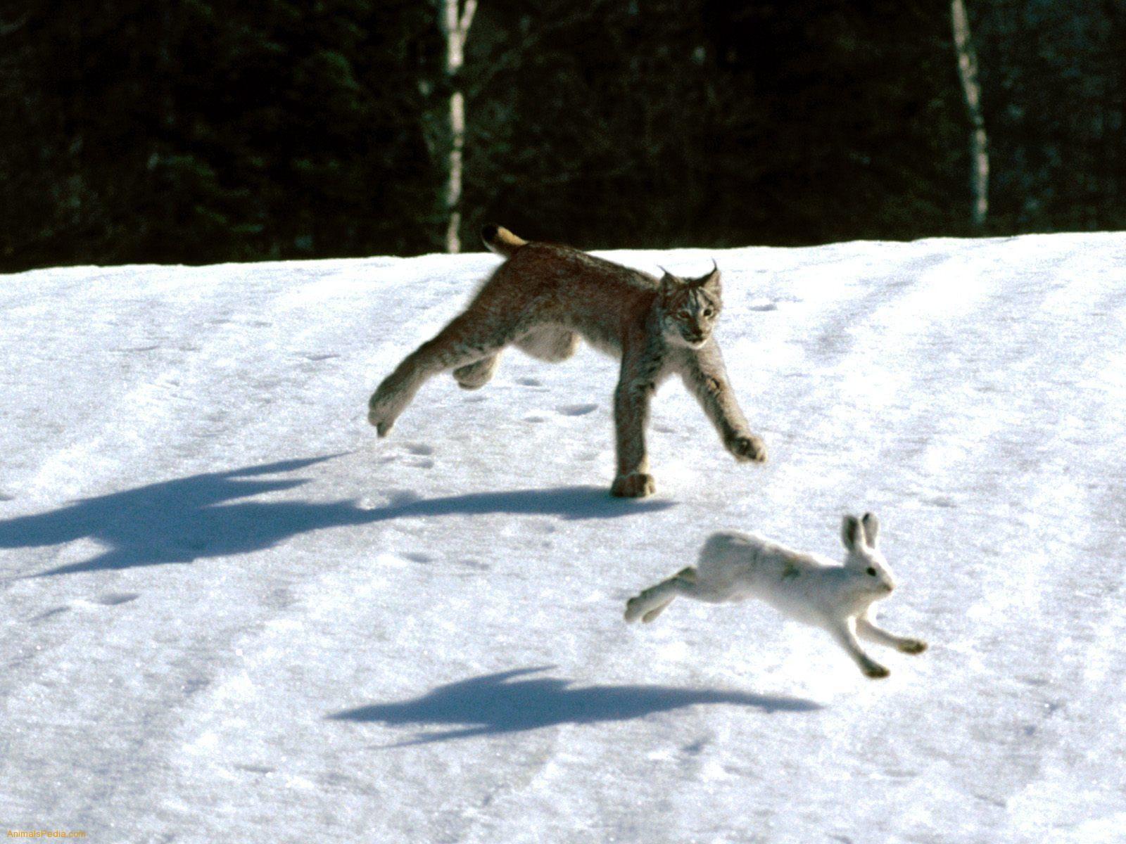 Canada Lynx Wallpapers - Wallpaper Cave