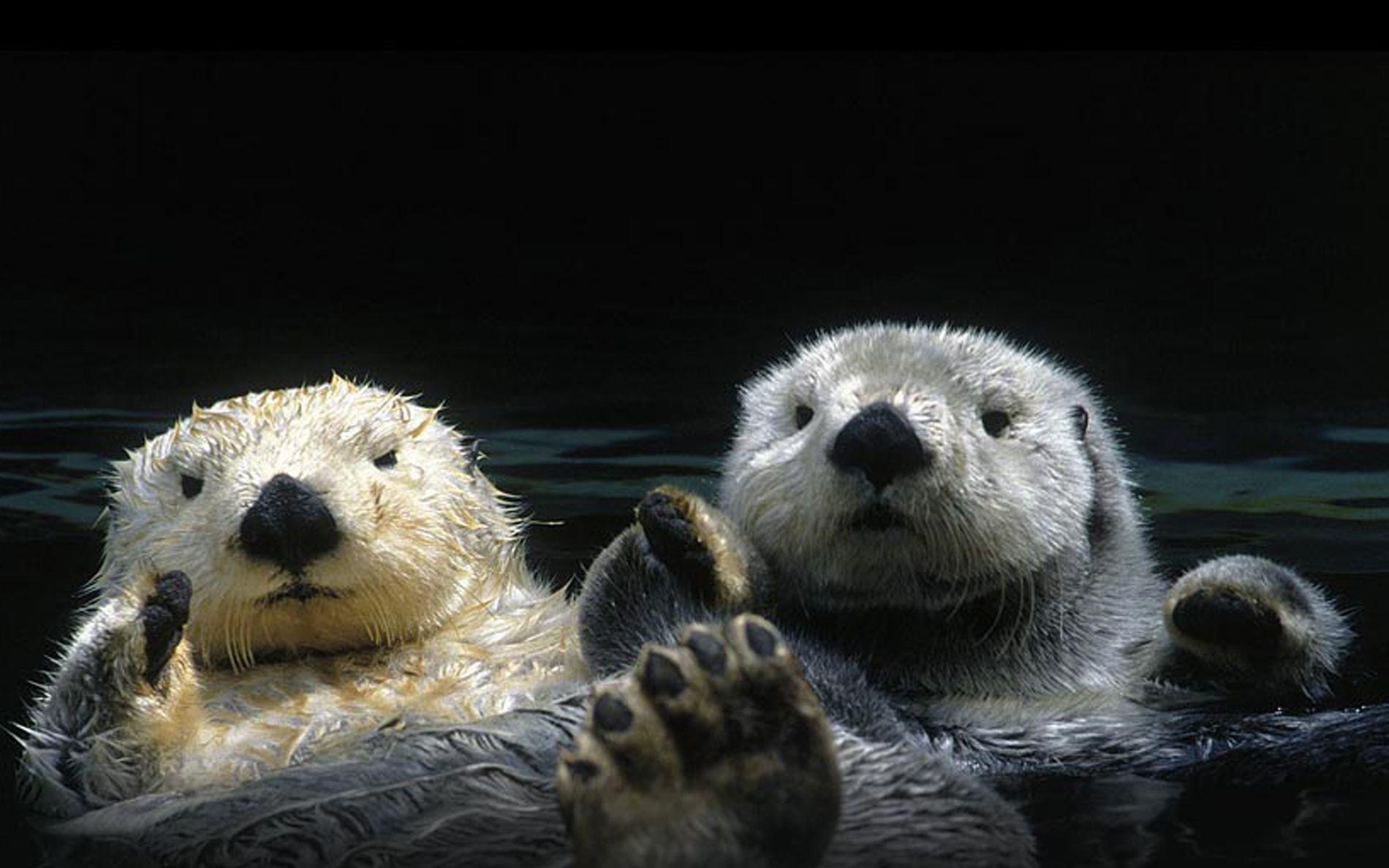 Sea Otter Wallpapers - Wallpaper Cave