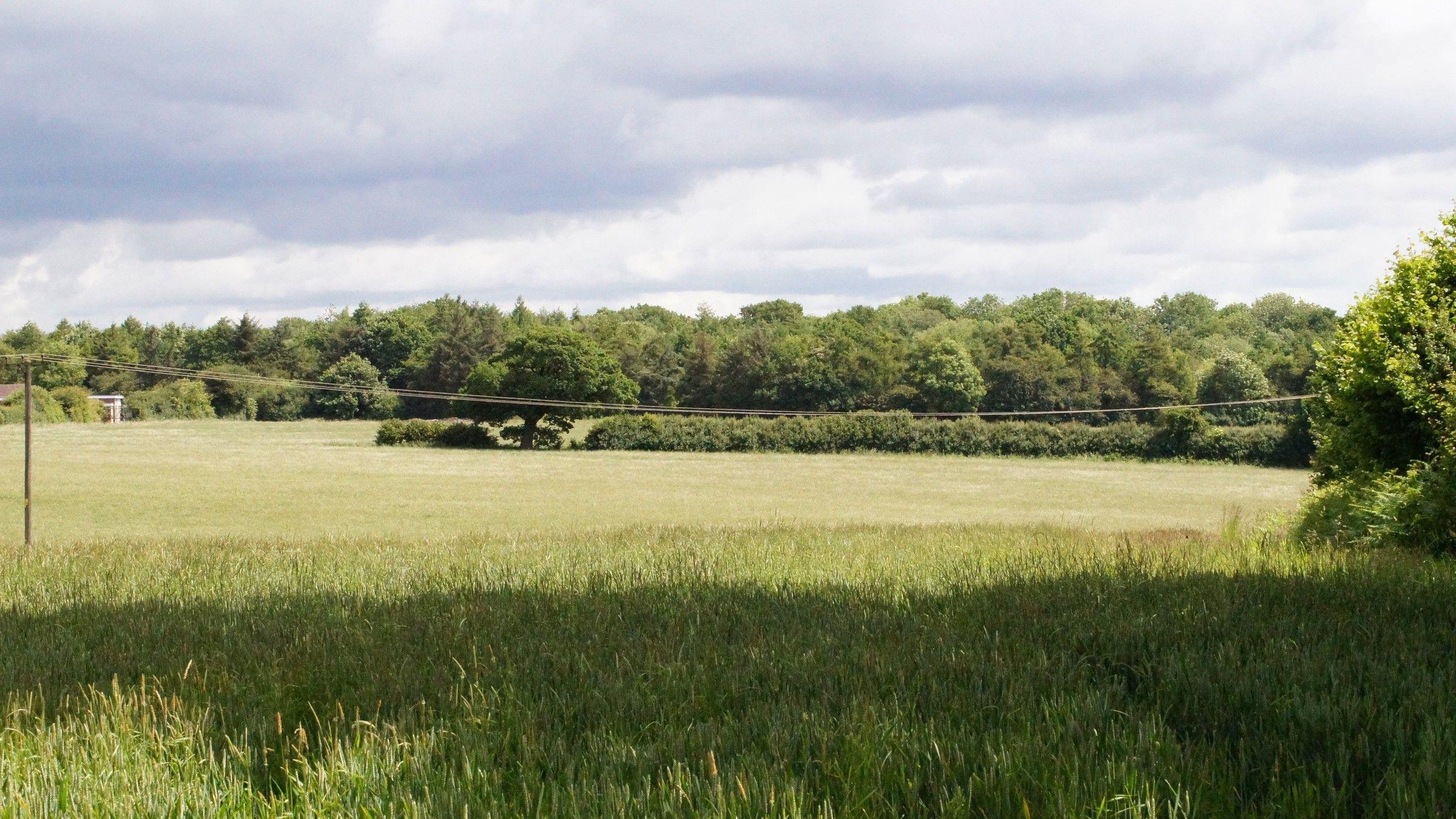 Sunny Field Backgrounds - Wallpaper Cave