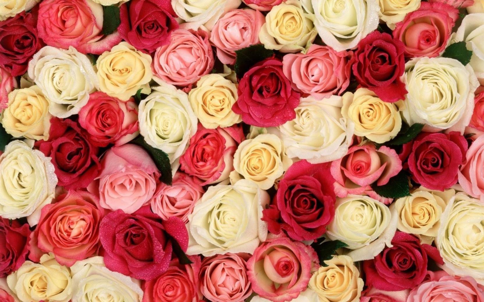 Rose Day Wallpapers With Coloured Roses - Wallpaper Cave