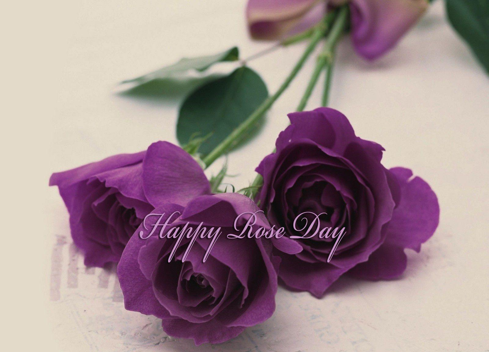 Rose Day Wallpapers With Coloured Roses - Wallpaper Cave