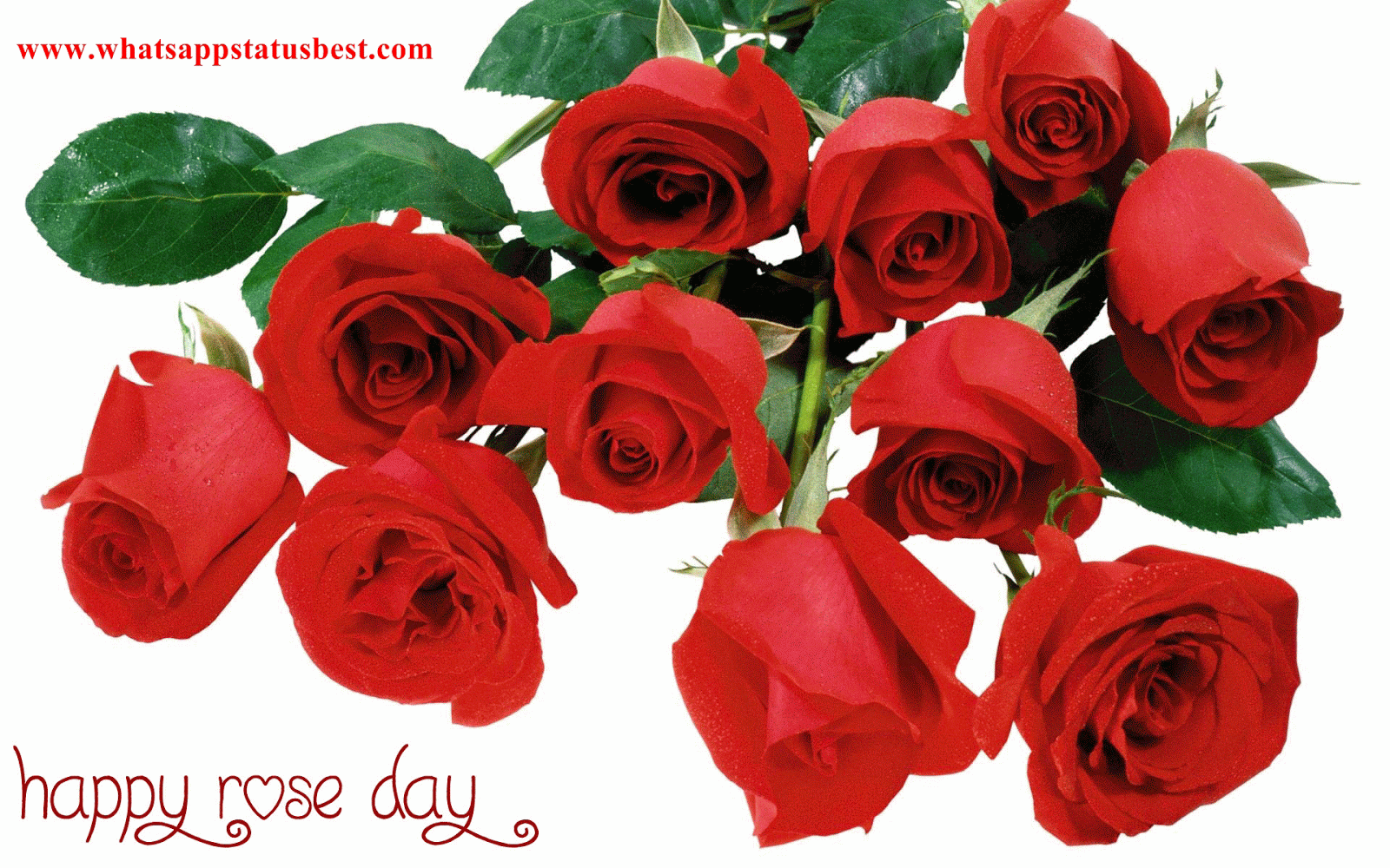 Rose Day Wallpapers With Coloured Roses - Wallpaper Cave