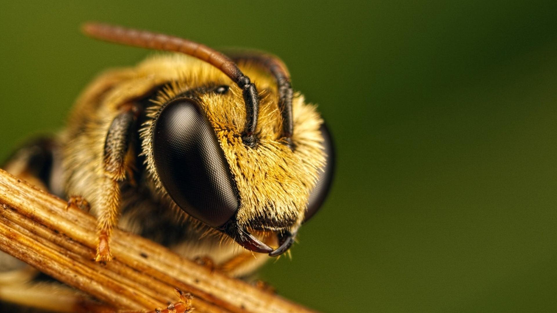 Bees Wallpapers - Wallpaper Cave