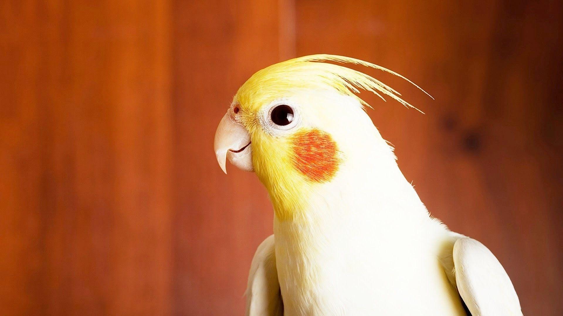 Cocktail Bird Wallpapers - Wallpaper Cave