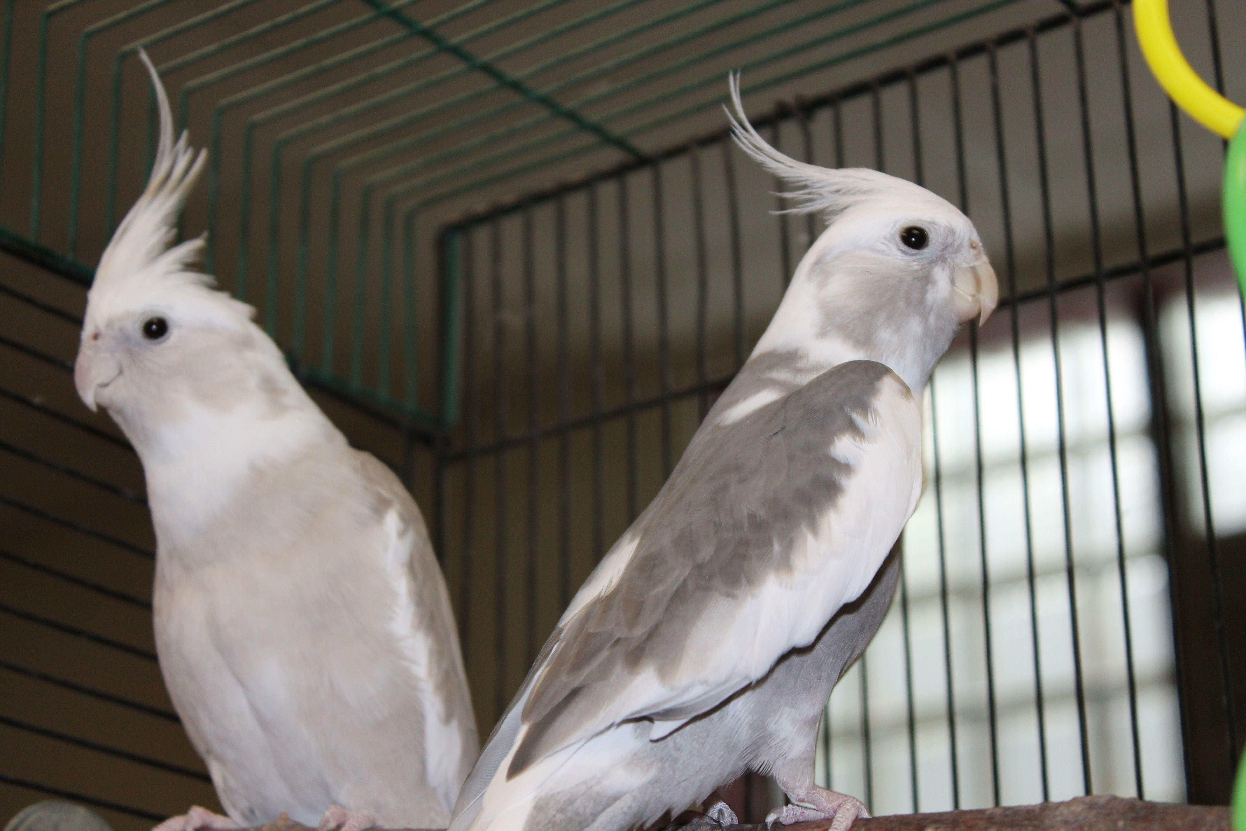 Cocktail Bird Wallpapers - Wallpaper Cave