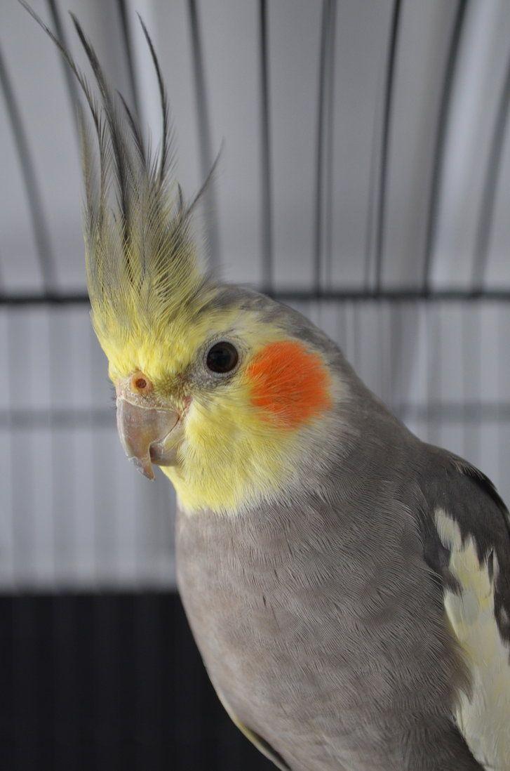 Cocktail Bird Wallpapers Wallpaper Cave