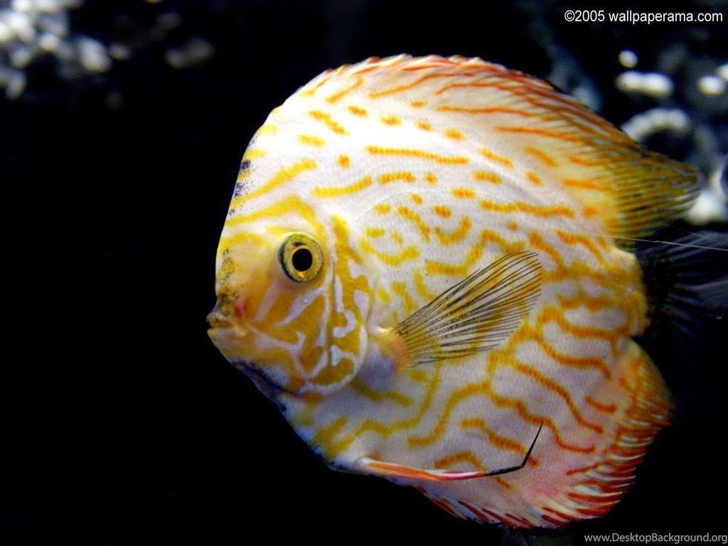 Discus Wallpapers - Wallpaper Cave