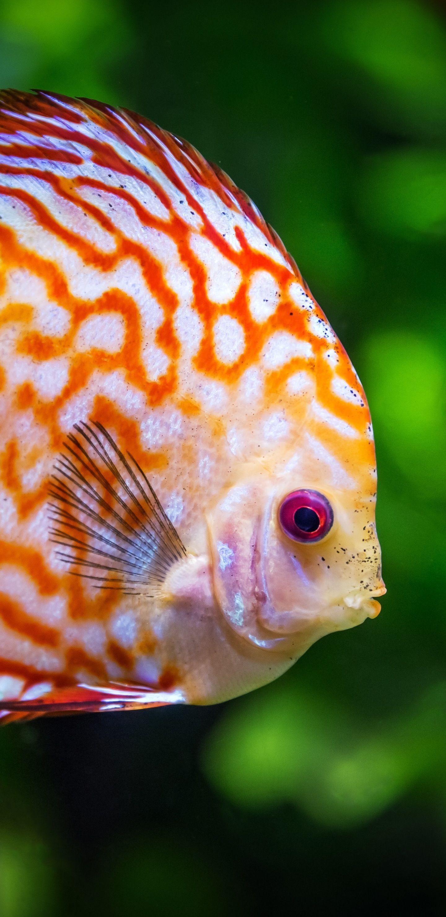 Discus Wallpapers - Wallpaper Cave