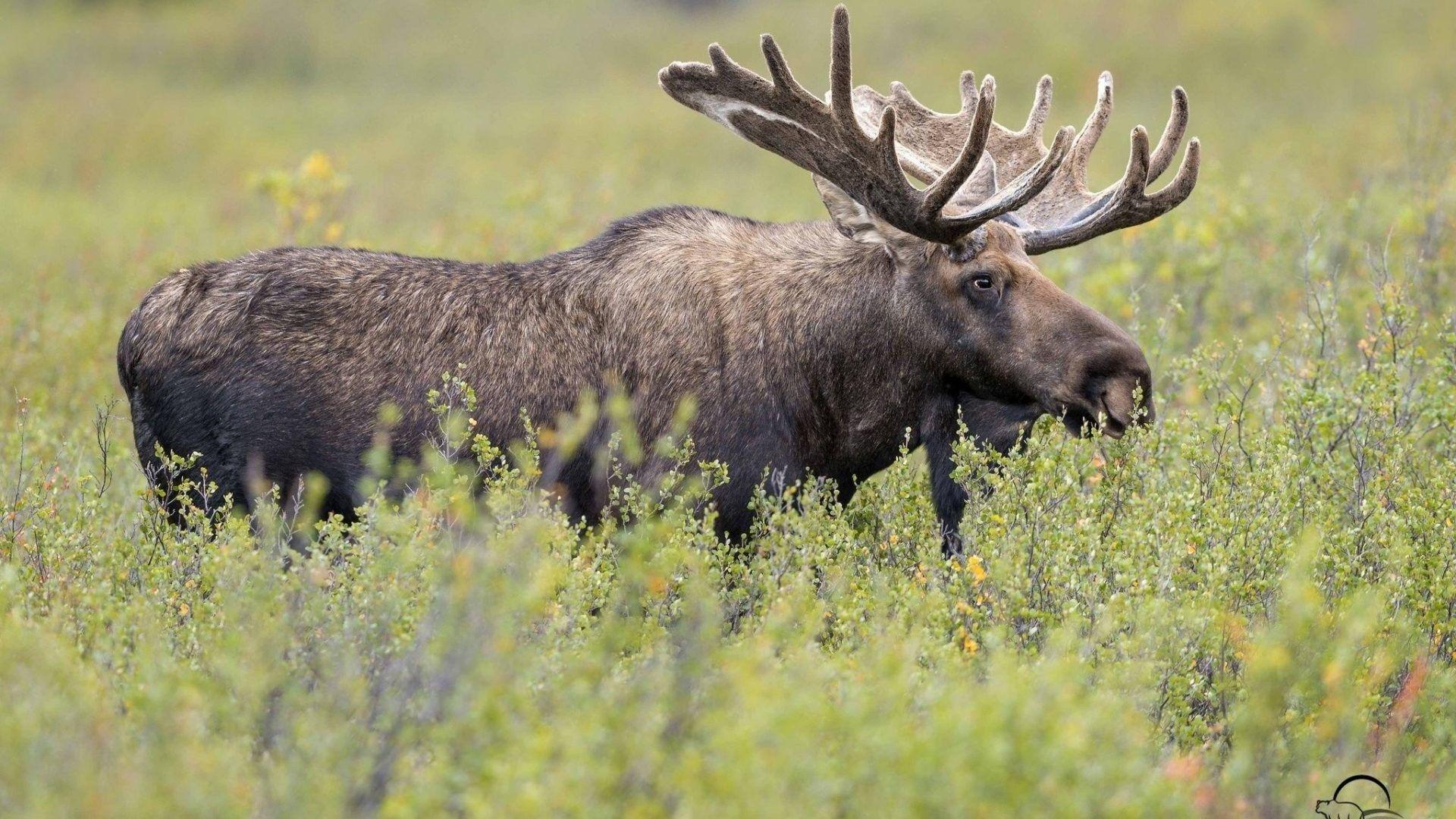 HD Desktop Wallpapers Of Moose Deer - Wallpaper Cave