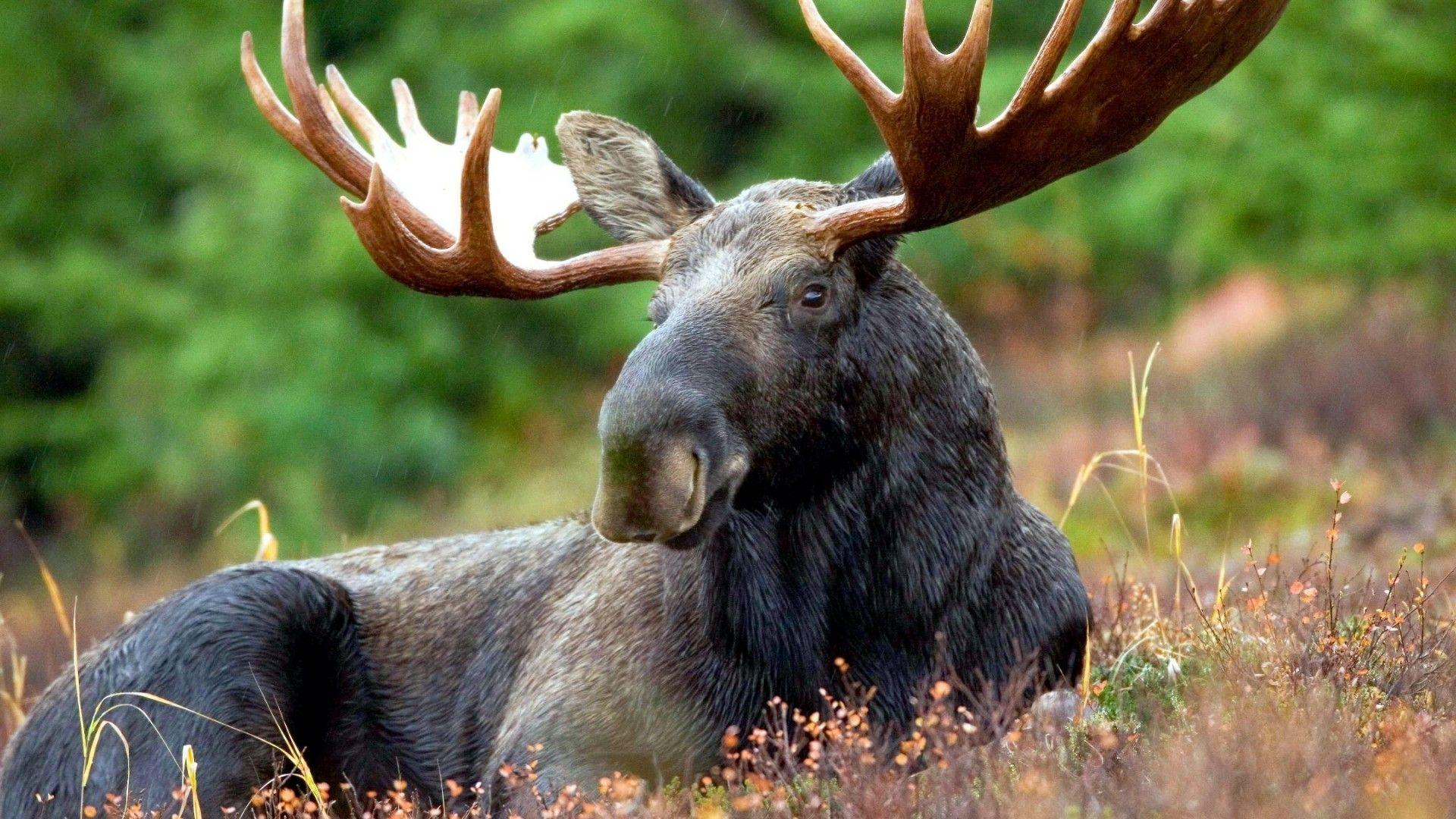 HD Desktop Wallpapers Of Moose Deer - Wallpaper Cave