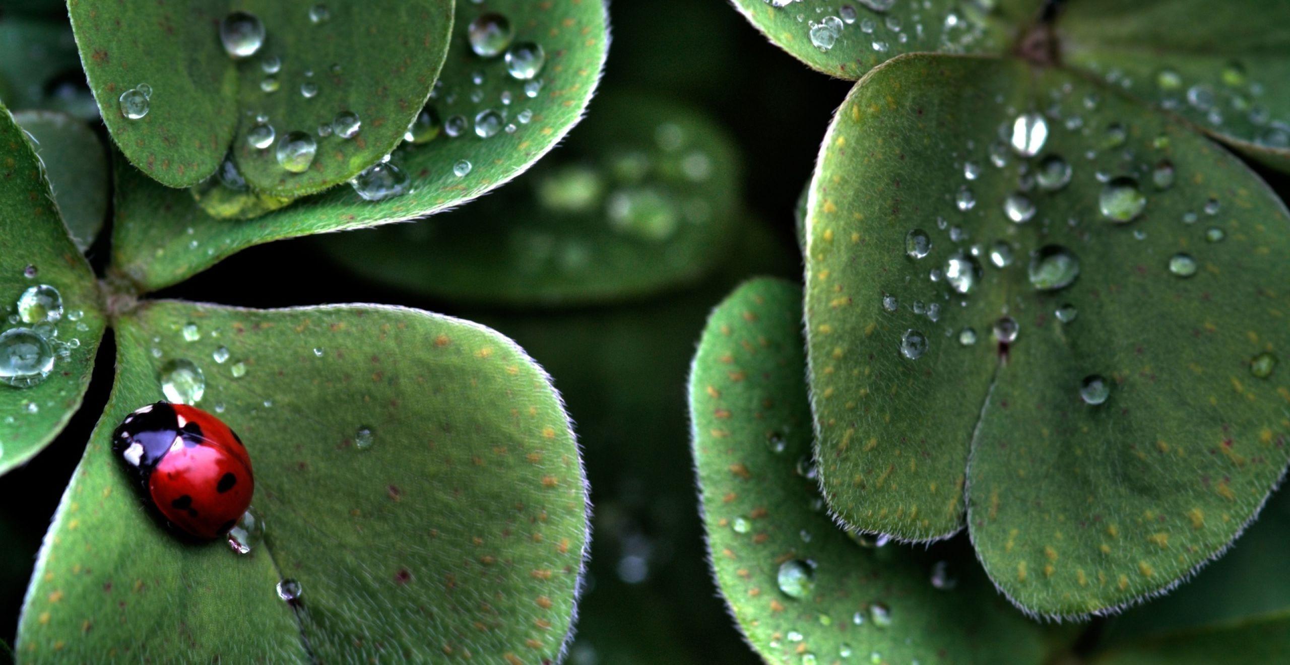 Clover Leaf Wallpapers - Wallpaper Cave