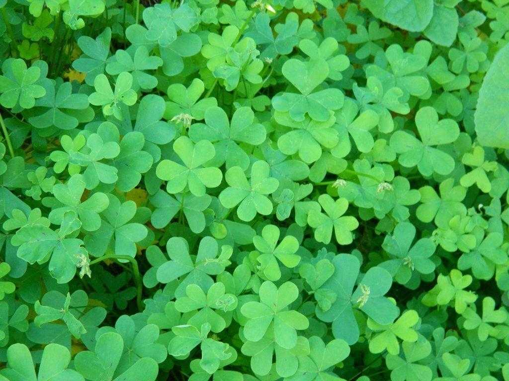 Clover Leaf Wallpapers - Wallpaper Cave