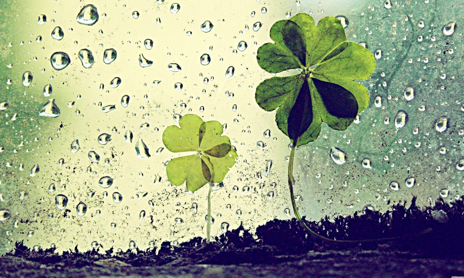 Clover Leaf Wallpapers - Wallpaper Cave