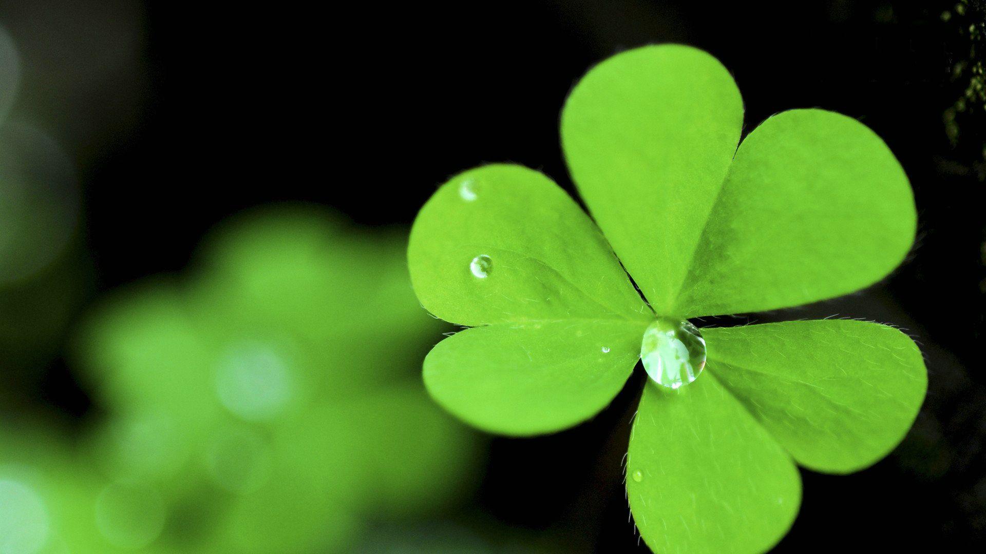 Clover Leaf Wallpapers - Wallpaper Cave