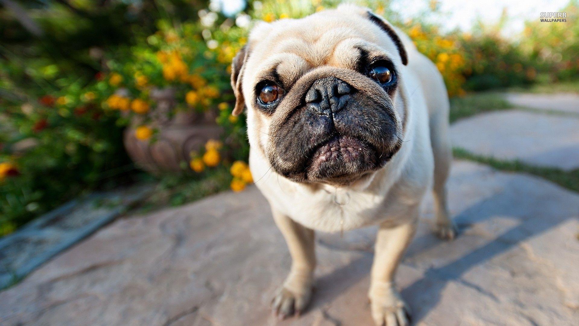 Pugs Wallpapers HD - Wallpaper Cave