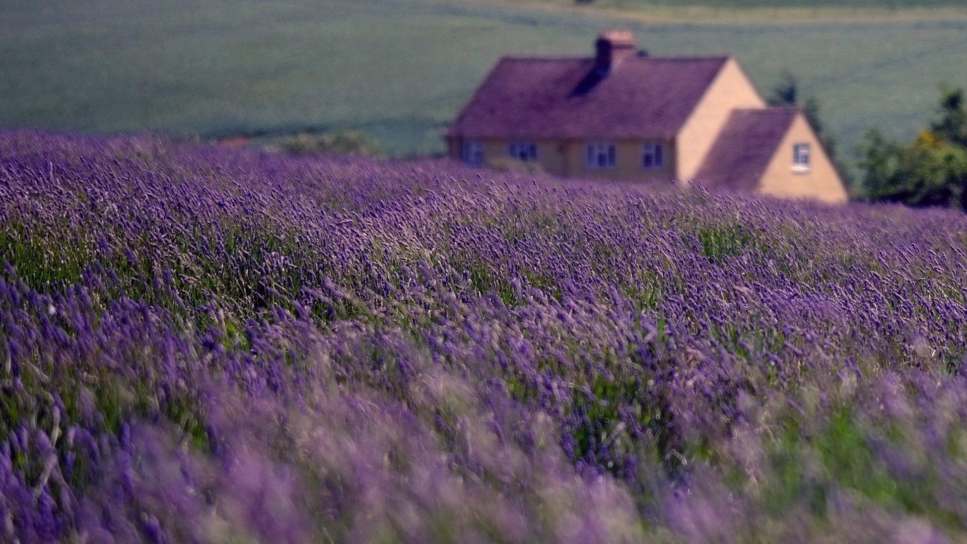 Lavender Wallpapers HD - Wallpaper Cave